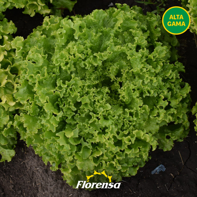 Lechuga Crespa Verde Claro Coralina – Florensa Argentina