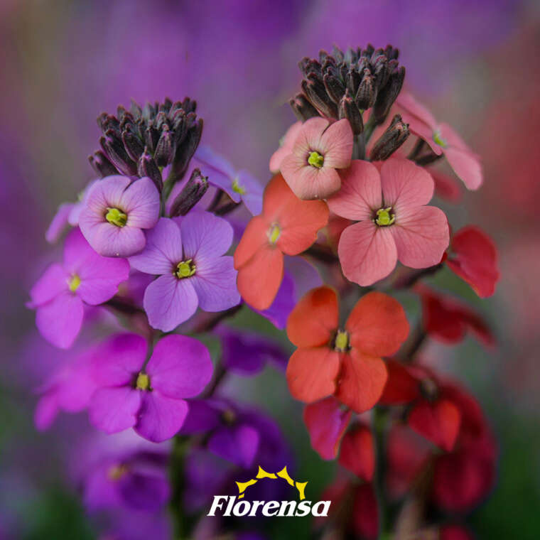 Aleli Giant Mix – Florensa Argentina