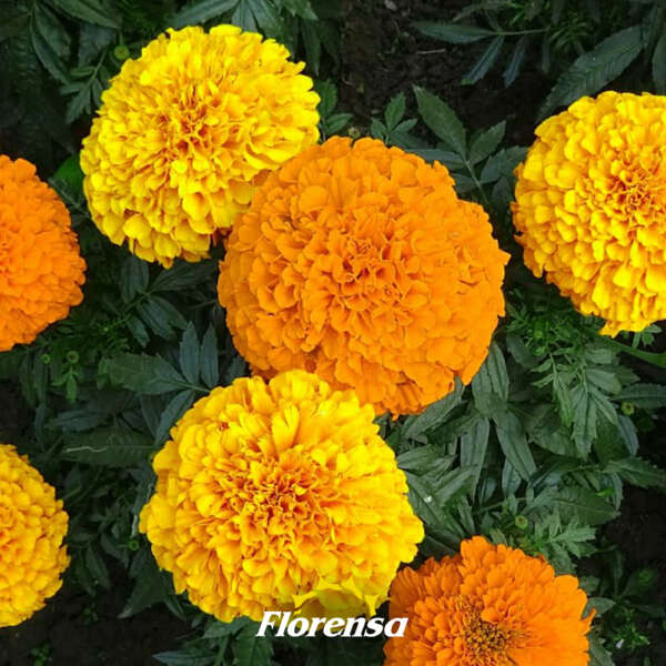 Copete Alto – Florensa Argentina