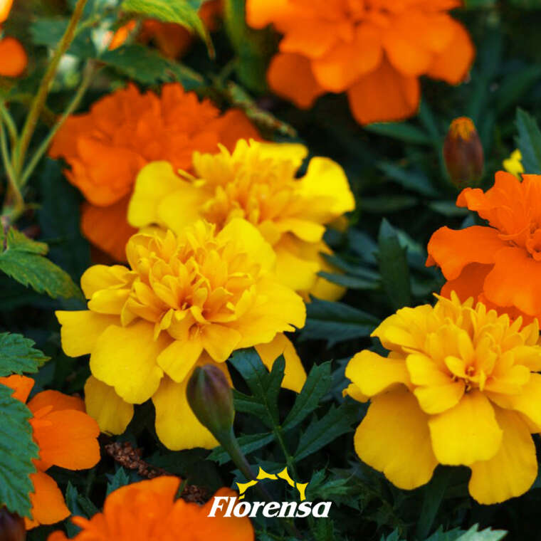 Copete Enano – Florensa Argentina