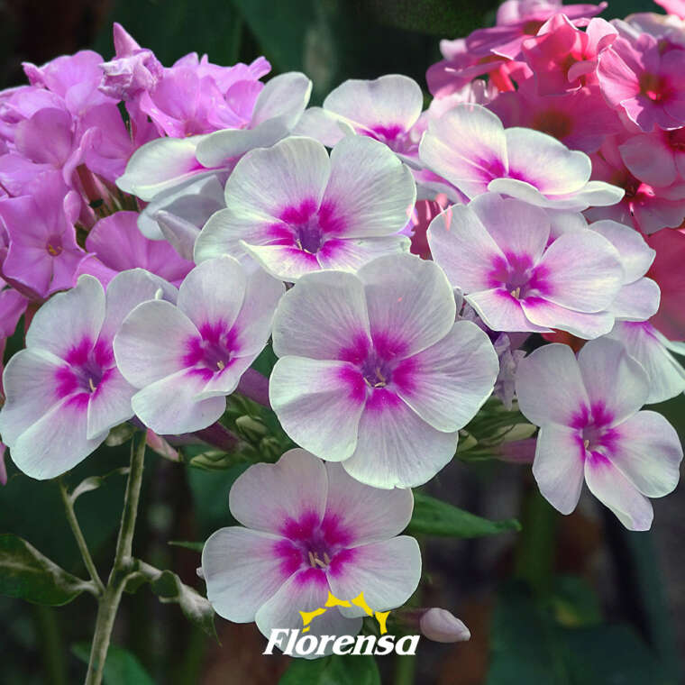 Phlox Mix – Florensa Argentina