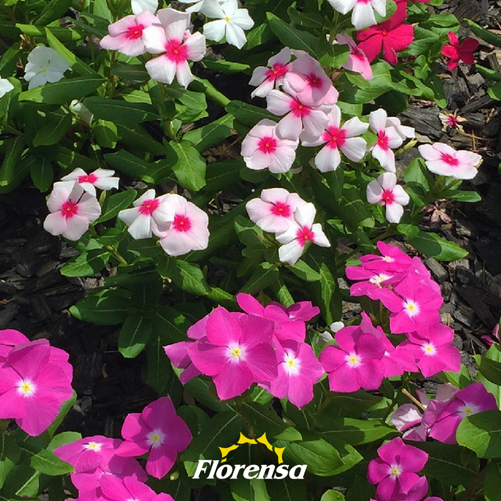 Vinca Mix – Florensa Argentina