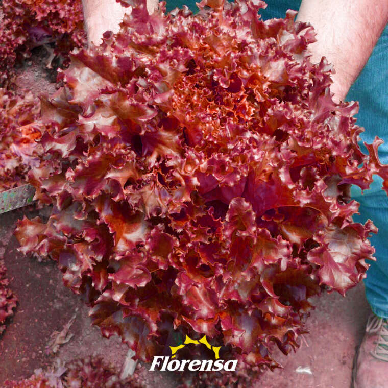Lechuga tipo Tango Roja Baby Leaf – Florensa Argentina