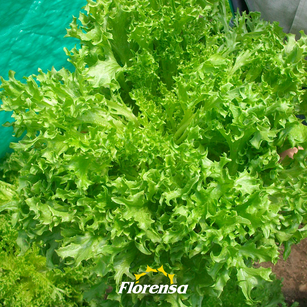 Lechuga tipo Tango Verde Baby Leaf – Florensa Argentina