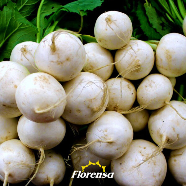 Nabos – Florensa Argentina