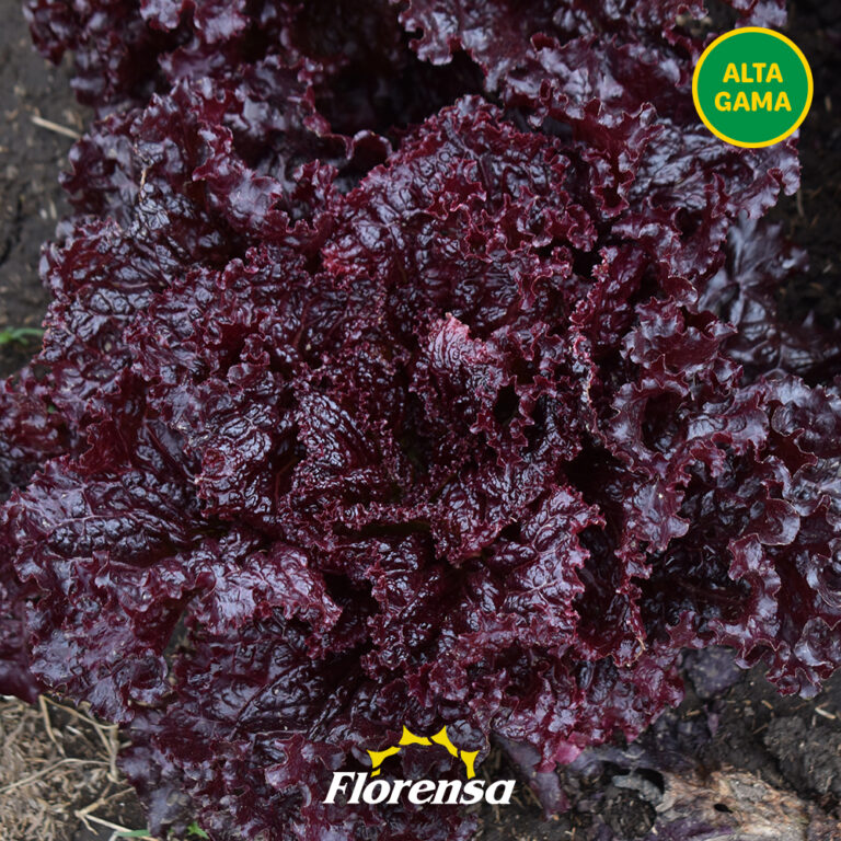 Lechuga Crespa Roja Dark Ram – Florensa Argentina