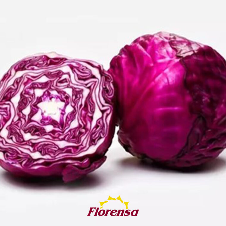 Repollo Colorado Mammouth (Liso gigante) – Florensa Argentina
