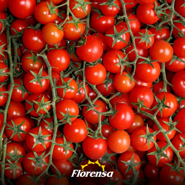 Tomate cherry rojo redondo – Florensa Argentina