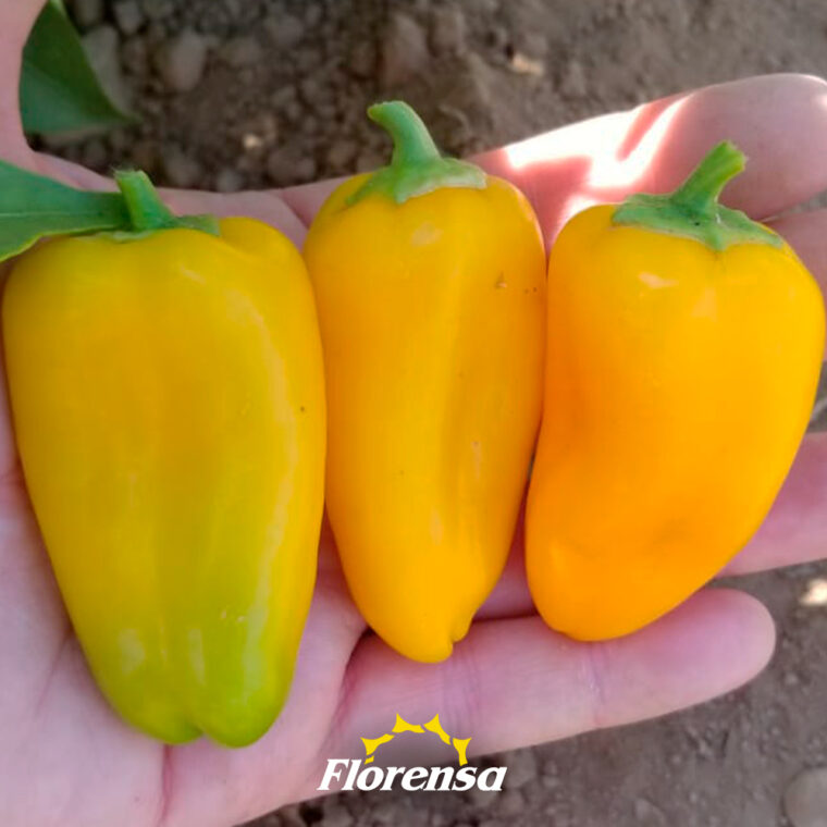 Pimiento Sweet Bite Amsweet F1 – Florensa Argentina