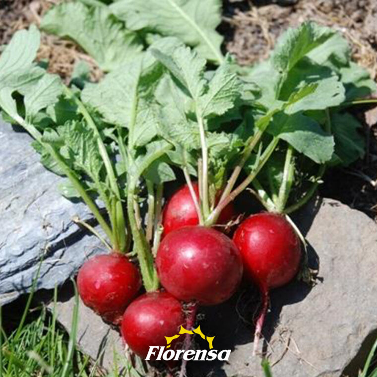 Rabanito Saxa – Florensa Argentina